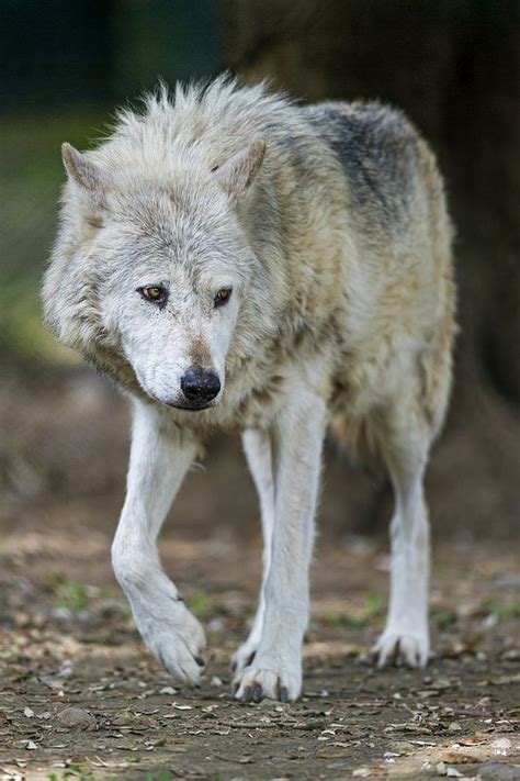 Cute Walking Timberwolf