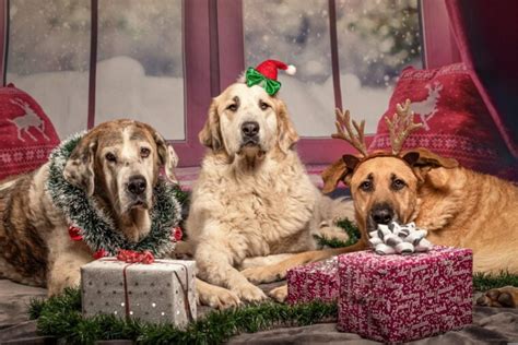 Más De 200 Nombres Navideños Increíbles Y Festivos Para Perros