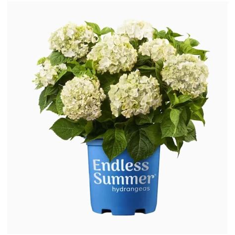 Multicolor Hydrangea Flowering Shrub In 1 Pack S Pot 2 Pack In The Shrubs Department At
