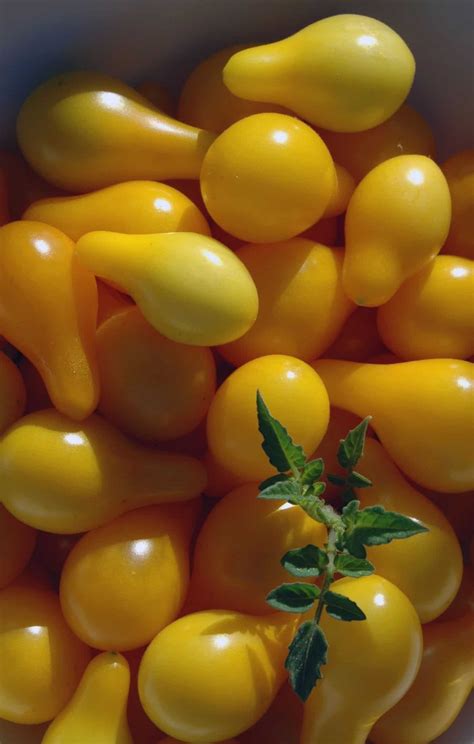 Yellow Pear Tomato 🍅 🍐 Dive Into The World Of This Bite Sized Juicy