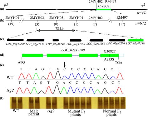 Map Based Cloning Of The Ostsg2 Gene A Bulked Segregate Analysis Bsa