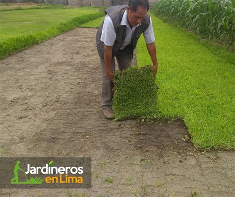 Venta e instalación de grass natural en Lima Jardineros Lima