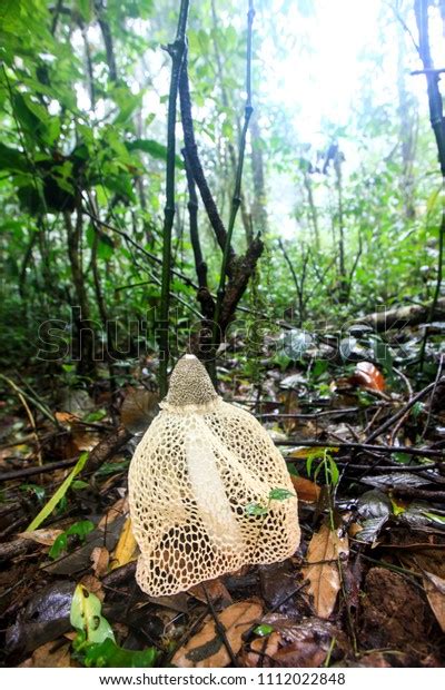 Phallus Indusiatus Commonly Called Bamboo Fungus Stock Photo 1112022848