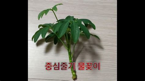 홍콩야자 줄기 물꽂이 잎 물꽂이 기다려야하는공기정화식물수경재배 Youtube