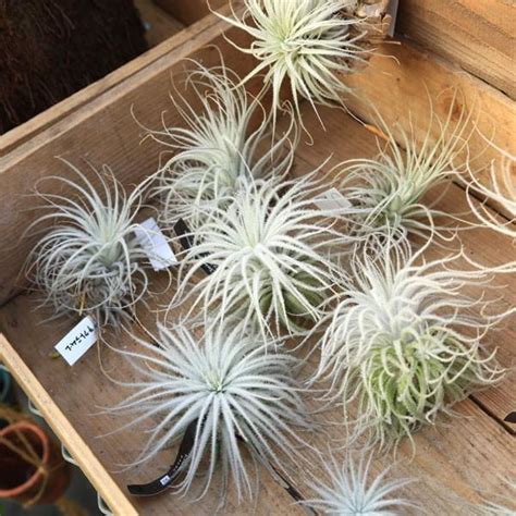 観葉植物 おしゃれ：チランジア エアープランツ テクトラムxl 遊恵盆栽 Yahoo店 通販 Yahooショッピング