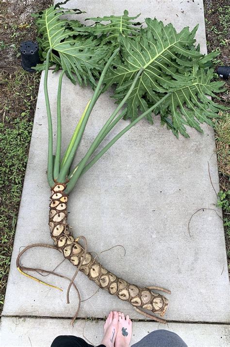 Gargantuan Lacy Tree Philodendron “cutting” Think We Can Propagate It