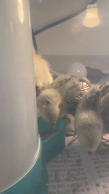 병아리 사료 먹방 병아리키우기 병아리케이지 Youtube