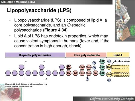 Ppt Lecture 3 Structure And Function Of Prokaryotes Powerpoint