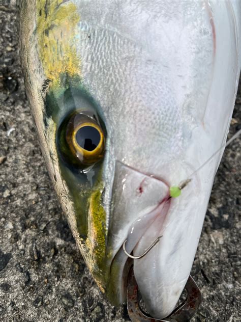 渋い② 兵庫県瀬戸内海側 武庫川一文字 のませ釣り メジロ・ワラサ 陸っぱり 釣り・魚釣り 釣果情報サイト カンパリ