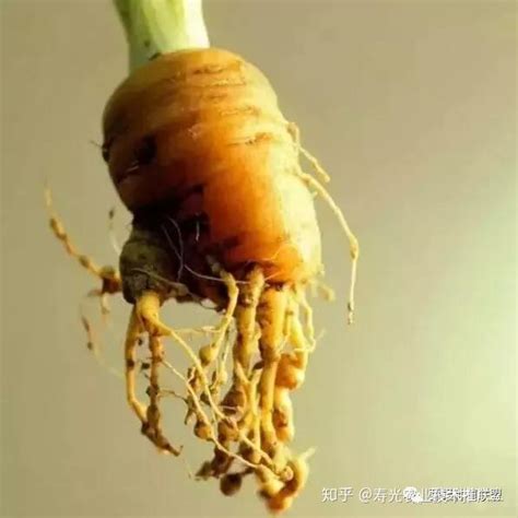 【作物病害】根肿病、根结线虫病、根瘤菌，根部肿大，根部结瘤，你看晕了吗？ 知乎