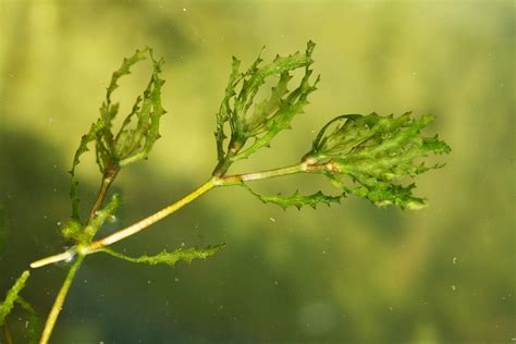 Species Information