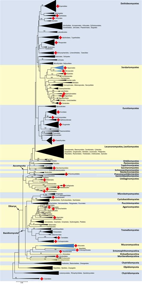 Kingdom Fungi Eumycota Atlas Of Clinical Fungi