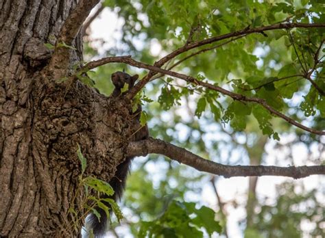 Olean Chamber Encourages Locals To Mark Squirrel Appreciation Day Jan