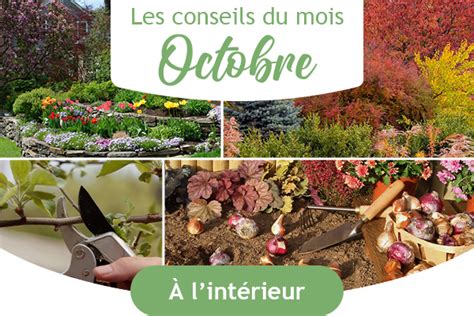 Que faire en octobre pour les plantes dintérieur