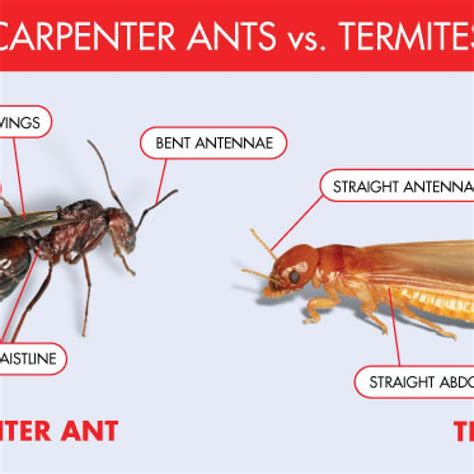 Carpenter Ant Vs Termite Ed Lavery And Sons Pest Control Llc