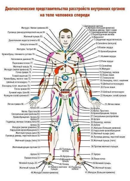 ДИАГНОСТИЧЕСКИЕ ПРОЕКЦИОННЫЕ ЗОНЫ ВНУТРЕННИХ ОРГАНОВ НА ТЕЛЕ ЧЕЛОВЕКА