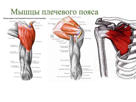 Мышцы и суставы верхней конечности Функциональная анатомия