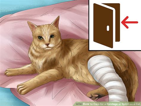 3 Ways To Care For A Bandage Or Splint On A Cat Wikihow