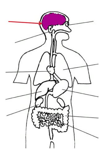 Organs In The Human Body Pictures Only Flashcards Quizlet