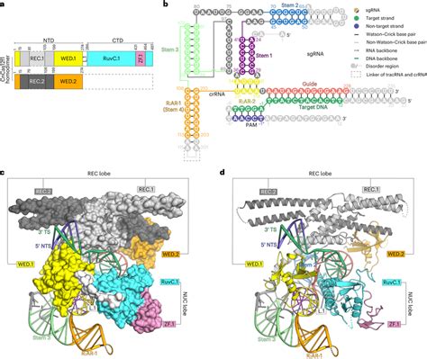 The Overall Structure Of The CnCas12f1sgRNAdsDNA Ternary Complex A
