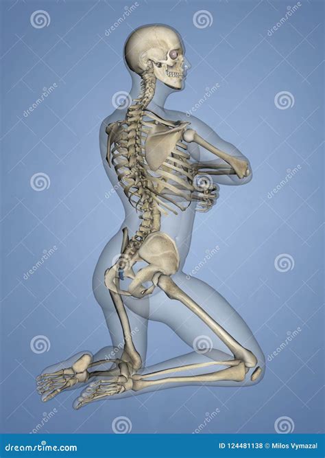 Os Coccygis 3d Model Stock Illustration Illustration Of Figure
