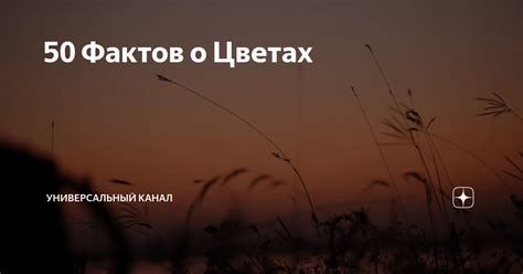 50 Фактов о Цветах Интересные факты Дзен