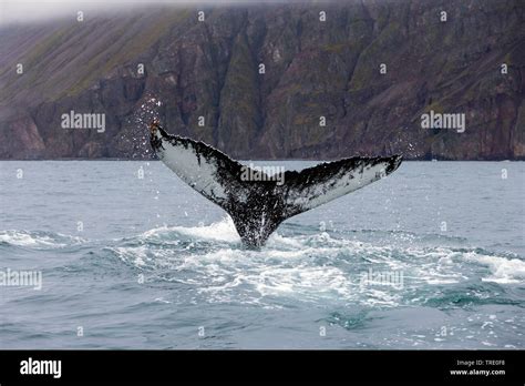 Humpback whale tail whale whales hi-res stock photography and images - Alamy