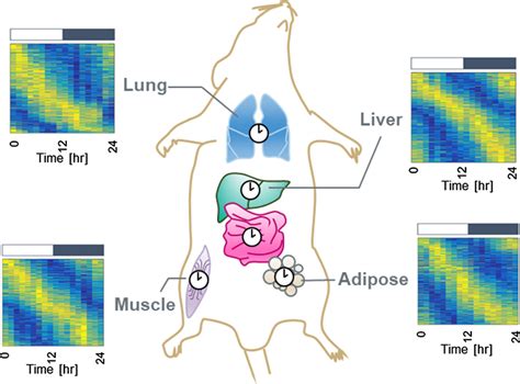 Mammalian Circadian System Synchronizes Clocks Across The Entire Body