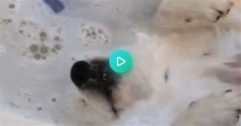 Fraser Just Loves Bath Time I Think All Labs Do  On Imgur