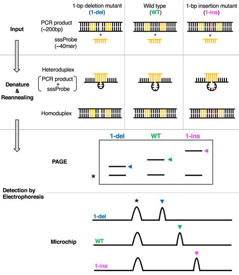 Overview Of Prima Probe Induced Heteroduplex Mobility Assay Input