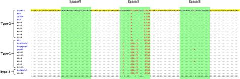 Sequence Alignment Of Clustered Regularly Interspaced Short Palindromic Download Scientific