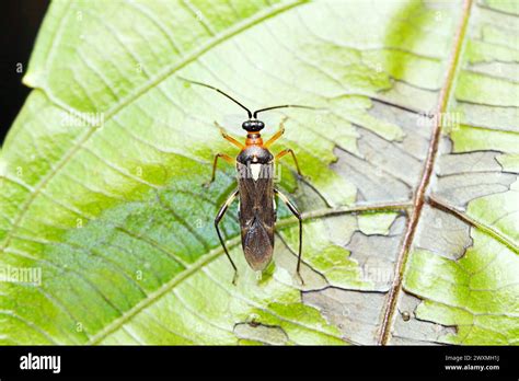 Winged Plant Bug Rhabdomiris Striatellus Satara Maharashtra India