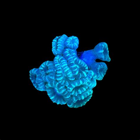 Teal Candy Cane Coral