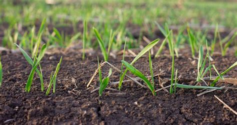 Barley Leaves That Sprouted From The Ground In Spring Close Up Of