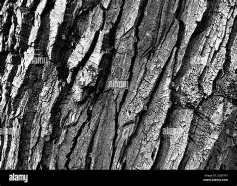 Detail Structure Texture Tree In Outdoor Park Gdansk Brzezno Stock