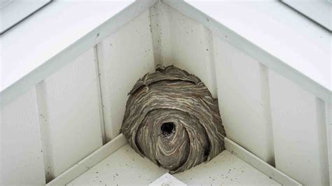 Top Tips For Preventing Wasp Nests On Your Property