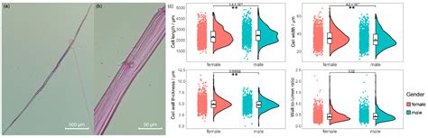 Sex Related Differences Of Ginkgo Biloba In Growth Traits And Wood