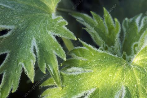 Delphinium Leaves Stock Image B740 0606 Science Photo Library