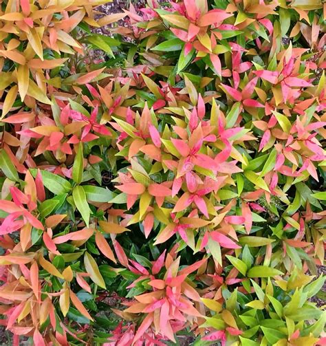 Color Ful Leaves With Red Orange And Green Hues Stock Image Image Of Green Hues 352919367