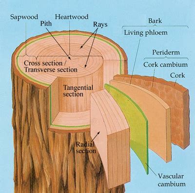 Tree Trunk Function And Diagram Diagram Quizlet