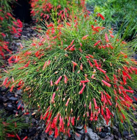 Plant Of The Week The Firecracker Plant The Firecracker Plant
