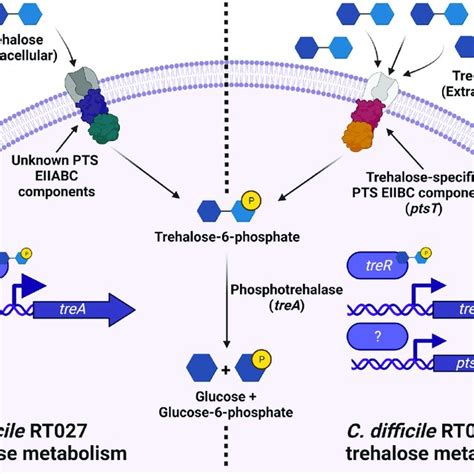 Schematic Diagram Of Trehalose Metabolism In The C Difficile Ribotype Download Scientific
