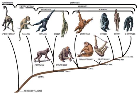 La Novedad Con Dryopithecus Y Su Importancia En El árbol Evolutivo