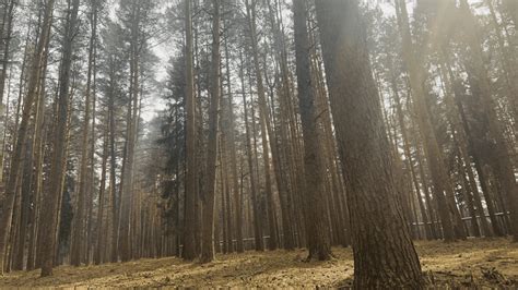 Площадь леса в мире | Открытая база