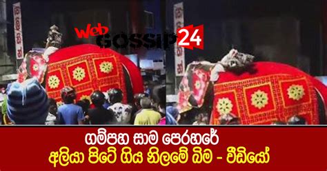 ගම්පහ සාම පෙරහරේ අලියා පිටේ ගිය නිලමේ බිම වීඩියෝ Web Gossip 24