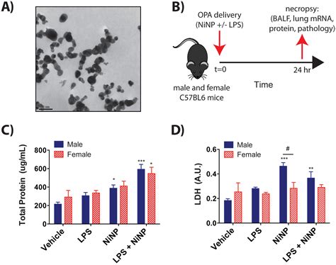 Sex Differences In The Acute And Subchronic Lung Inflammatory Responses