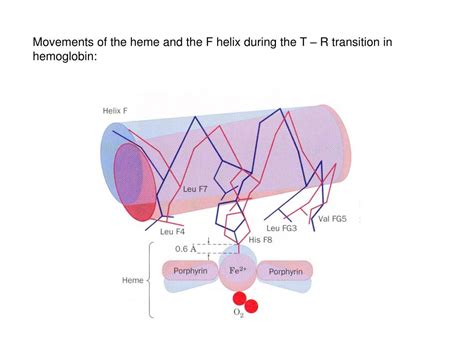 Ppt Erythrocyte Metabolism Powerpoint Presentation Free Download Id 437394