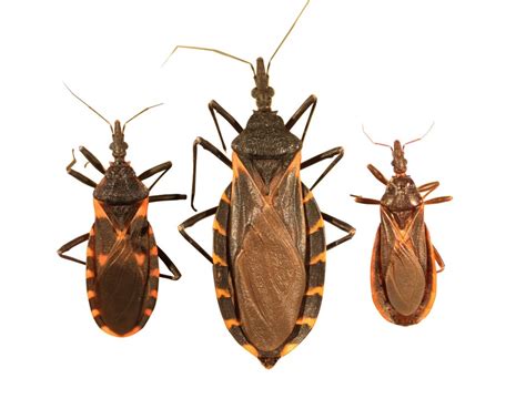 Kissing Bug And Chagas Disease