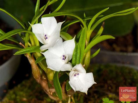 Дендробиум шильценосный (Dendrobium subuliferum) — описание ...