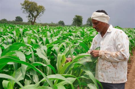 Premium Photo A Cornfield With An Indian Farmer